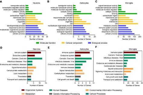 Profiling Of Sexually Dimorphic Genes In Neural Cells To Identify