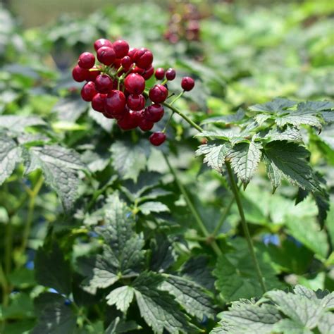 Actaea Rubra Blue Sky Nursery