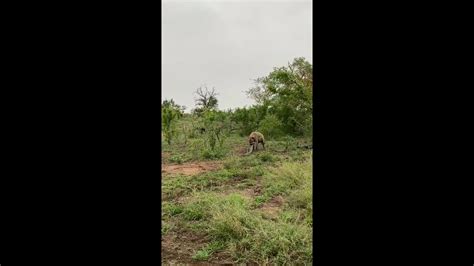 Hyena Vs Python Youtube Hyena Vs Python Youtube