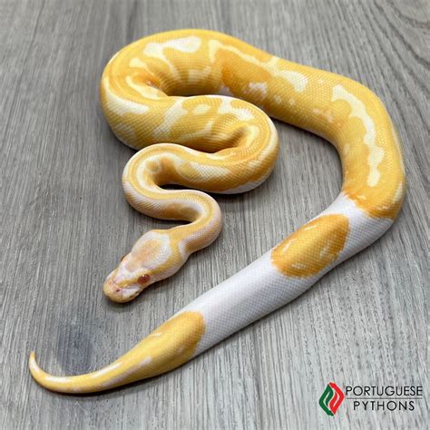 Albino Pied Ball Python By Portuguese Pythons Morphmarket