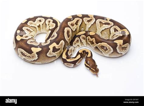 Royal Python Python Regius Mojave Razor Female Markus Theimer Reptile Breeding Austria