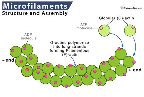 Microfilaments Diagram Microfilament An Overview ScienceDirect