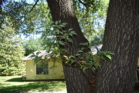 Seedling Growing From Tree Crotch Walter Reeves The Georgia Gardener