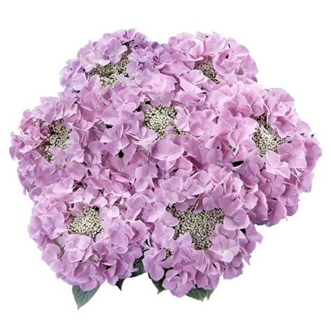 Hydrangea Tea Time™ Hy16 Frisbee Pink Hydrangea Tea Time™ Hy16 Frisbee Pink