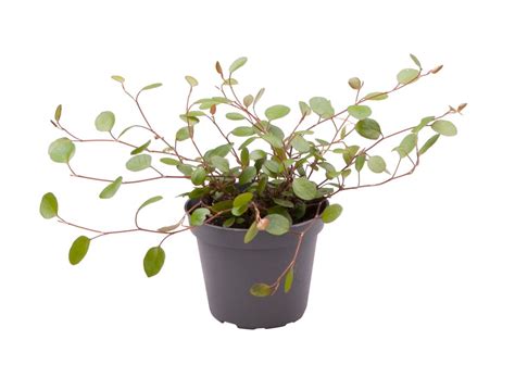 Muehlenbeckia Complexa Flower And Plant Shop