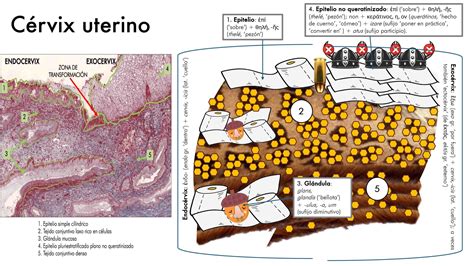 Cérvix Uterino Histología Y Etimología