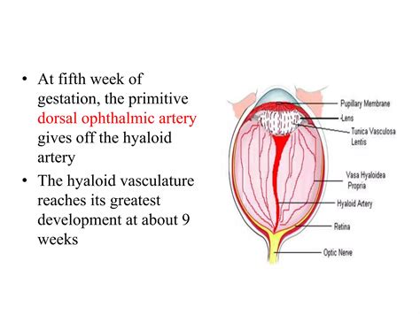 Anatomy Of The Vitreous Body Pptx