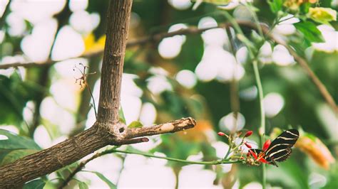 Tree Branch Wallpapers Top Free Tree Branch Backgrounds WallpaperAccess