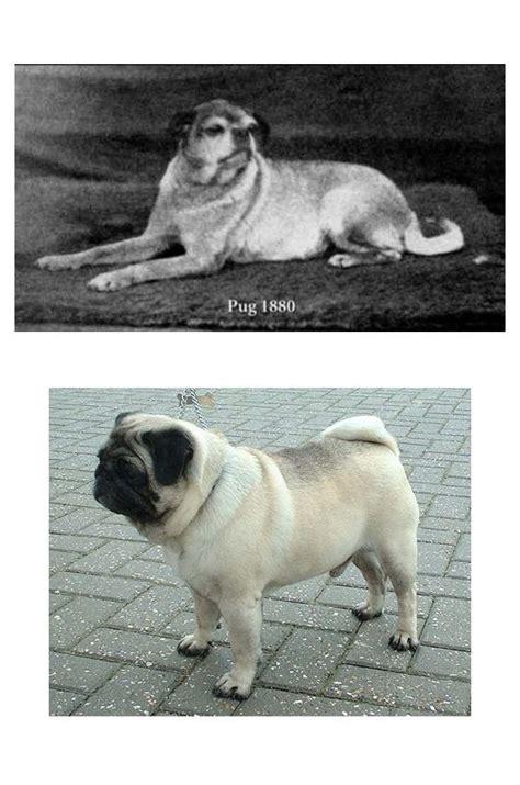 Pug Dog 1800s At Dale Armour Blog