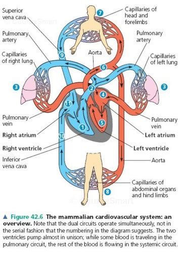 the cardiovascular system haemodynamics and the cardiac cycle
