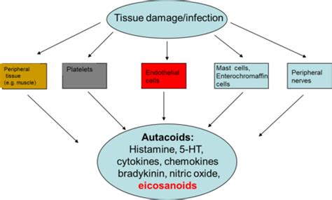15 Prostaglandins Flashcards Quizlet