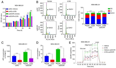 Glycolysis Inhibitor 2 Dg Abolishes The Effect Of Dcxr Overexpression
