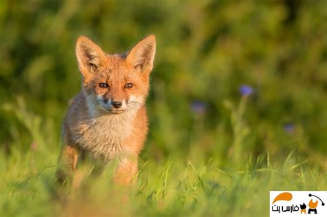 سگ نژاد پامرانین روباهی شناخت نژادی ومقایسه با پامرانین اصلی فارسی پت