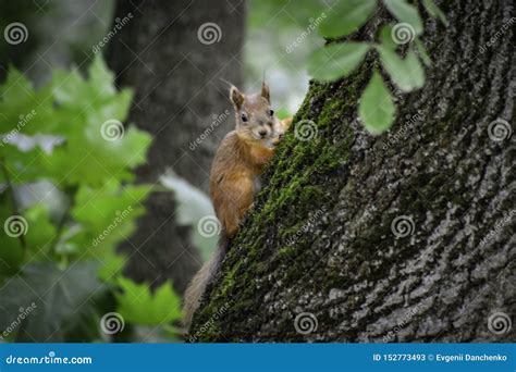 The Red Squrrel Sciurus Vulgaris Looks At Human And Thinks What To Do