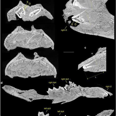 Ct Scan Slices Of The Deinotherium Levius Mandible Download