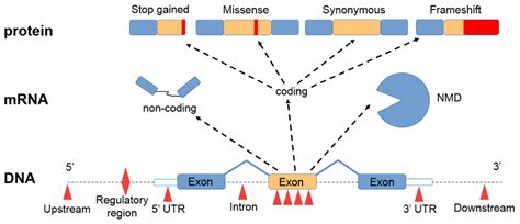 Comprehensive Outline Of Whole Exome Sequencing Data Analysis Tools Available In Clinical Oncology