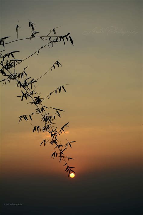 Forbidden Fruit R Pics