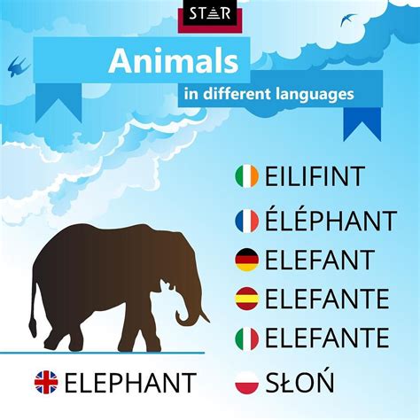 Animals In Different Languages Elephant Translation Guide