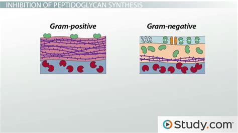 Inhibitors Of Cell Wall Synthesis Bacitracin Vancomycin
