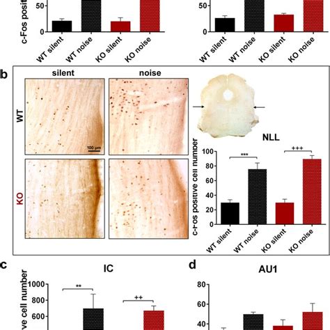 Expression Of C Fos In The Central Relay Nuclei Of The Auditory Pathway Download Scientific
