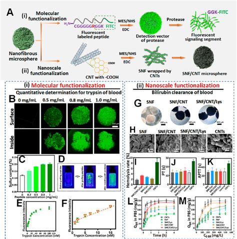 Functionalization Of The Snf Microspheres For Molecular Diagnosis And Download Scientific