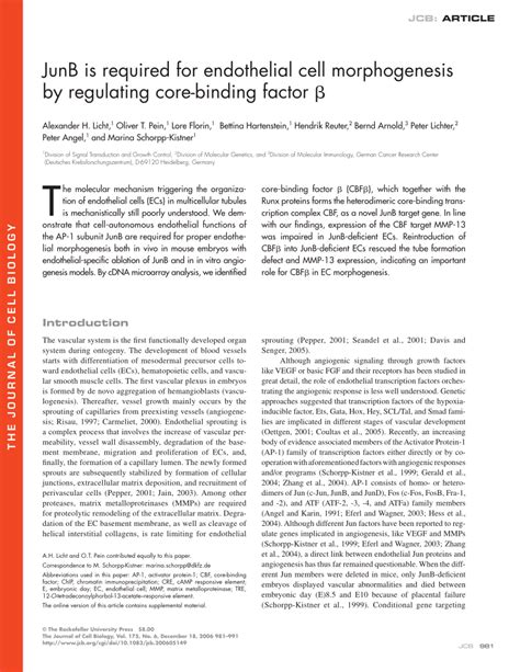 Pdf Junb Is Required For Endothelial Cell Morphogenesis By Regulating Core Binding Factor Beta