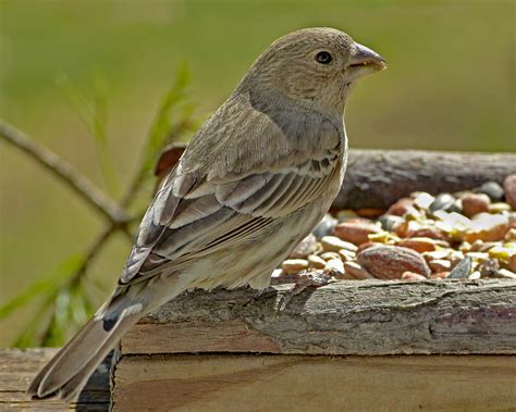 Female House Finch Feederwatch