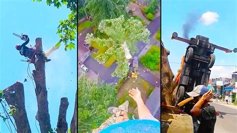 You Shall Not Pass Tree Lopping Part 2 Youtube