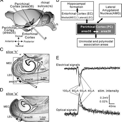 Pdf Amygdala Input Promotes Spread Of Excitatory Neural Activity From