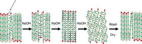 Model Of The Conversion Of Parallel Packed Arrays Of Microfibrils Of Up