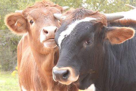 Texas Longhorn Steer For Sale At GVR Longhorns LLC In Texas