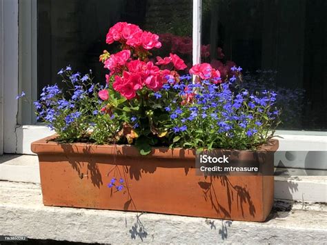 꽃 분홍색 제라늄 Pelargoniums 꽃 잎의 테라코타 창 상자와 전면 정원의 이미지 앞 정원에서 창턱 페인트 창틀 에 성장 하는 블루 로벨리아 후행 바구니 식물 부시