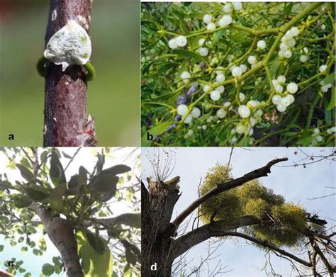 Parasitism In Plants