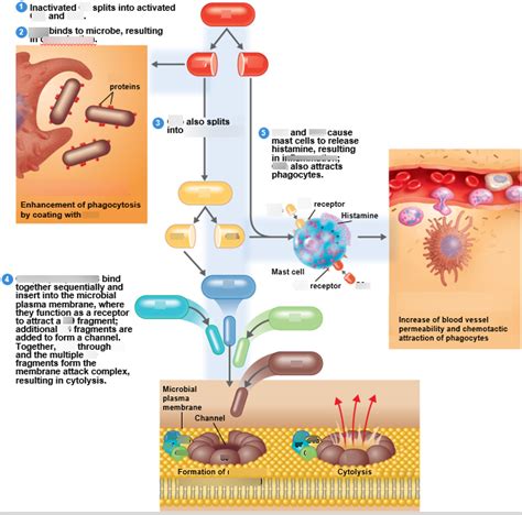 Microbiology Chapters 14 16 Disease Epidemiology And Immunity Diagram