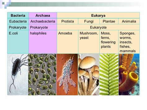 Which Organisms Are Prokaryotes Archaea Fungi Protists Plants Plant Ideas