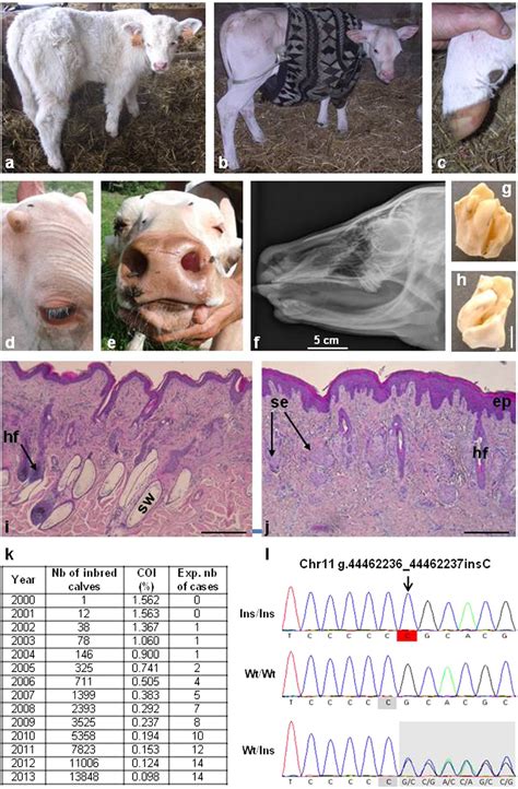 Rapid Discovery Of De Novo Deleterious Mutations In Cattle