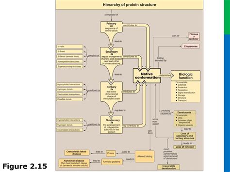 protein structure and function concept map