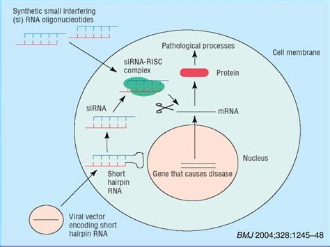 Ppt Inhibition Of Rabies Virus Replication By Microrna Powerpoint Presentation Id 4571070