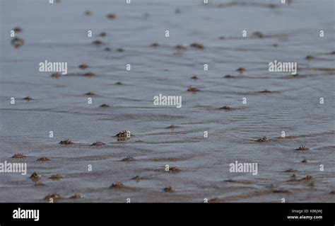 Great Amount Of Very Tiny Crabs On The Ocean Shore Bali Island