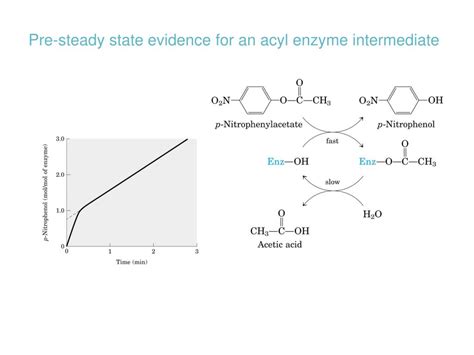 Ppt Chapter 8 Continued Enzymes Powerpoint Presentation Free