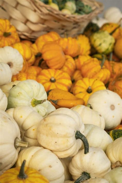 가을 가을 야채 가을 장식 과즙 날 것 노란색 녹색 농산물 시장 농업 농업 전시 다양한 종류의 스쿼시 단풍