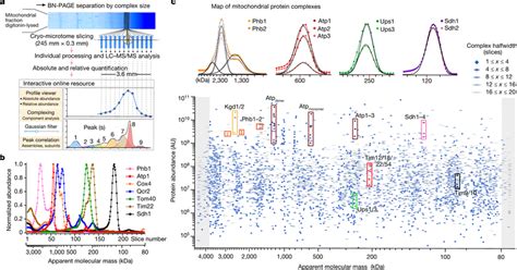 high resolution complexome profiling of mitochondria using improved