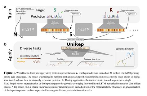 Unsupervised Rational Protein Engineering With Sequence Only Deep