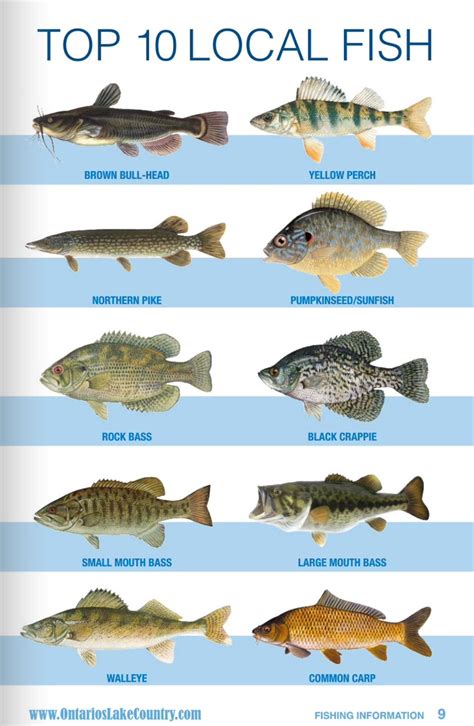 Oklahoma Fish Species Identification Uces