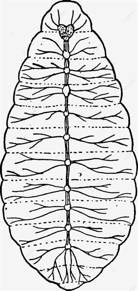 Nerve System Of Larvavintage Illustration Vintage Nerve Line Vector