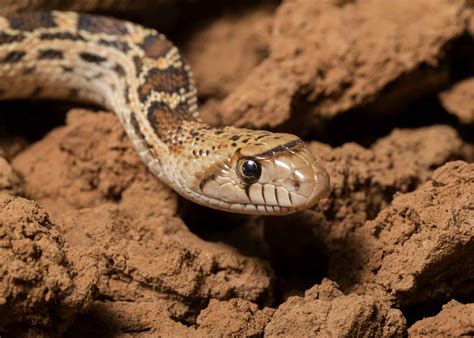 Sonoran Gopher Snake Phoenix Zoo