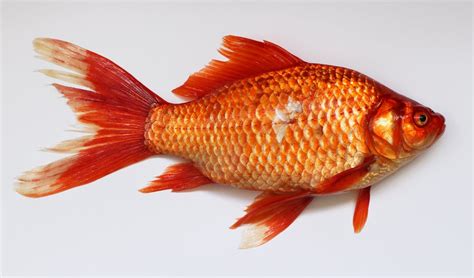 Difference Between Bony Fish And Cartilaginous Fish Definition