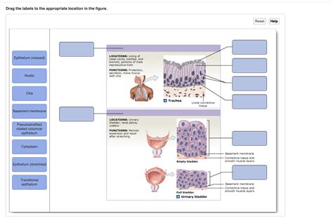 Solved Drag The Labels To The Appropriate Location In The Chegg Com