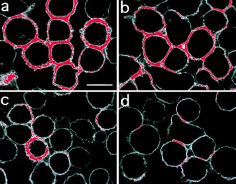 lfa 1 clustering induced by thapsigargin and anti tcr cd3 triggering is