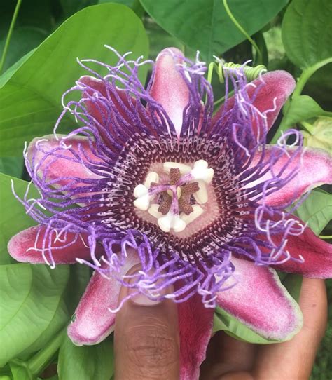 Passiflora Quadrangularis Giant Granadilla Etsy